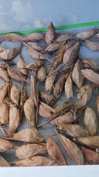 Cecropia moth cocoons