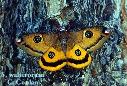 Saturnia walterorum cocoons