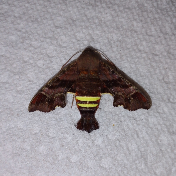 Live Amphion floridensis pupae Nessus Sphinx